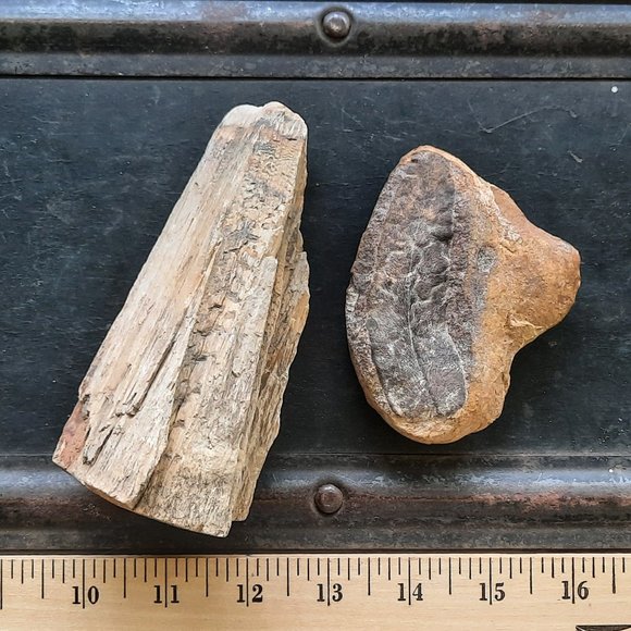 Accents | Prehistoric Plant Fossils Leaf And Petrified Wood 2 Pieces ...